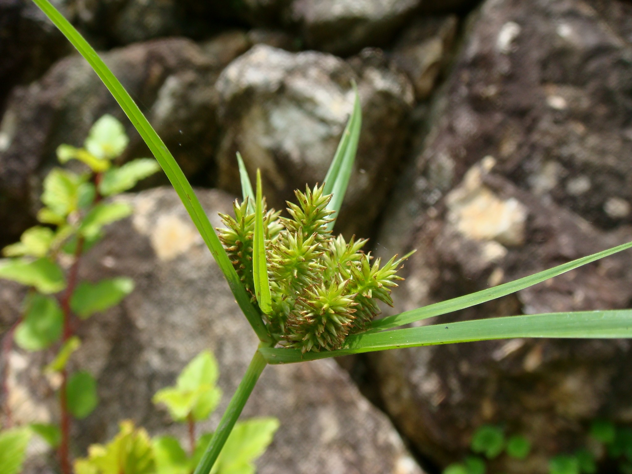 Cyperus Cyperoides